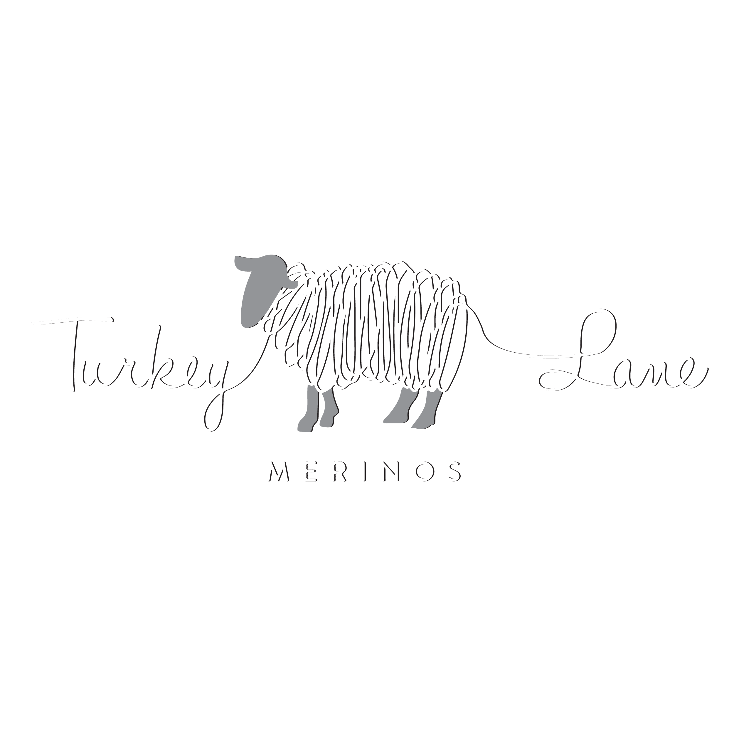 Turkey Lane Merinos – High performance merino genetics